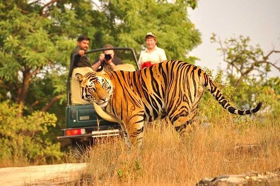 ranthambore safari booking - Siachen