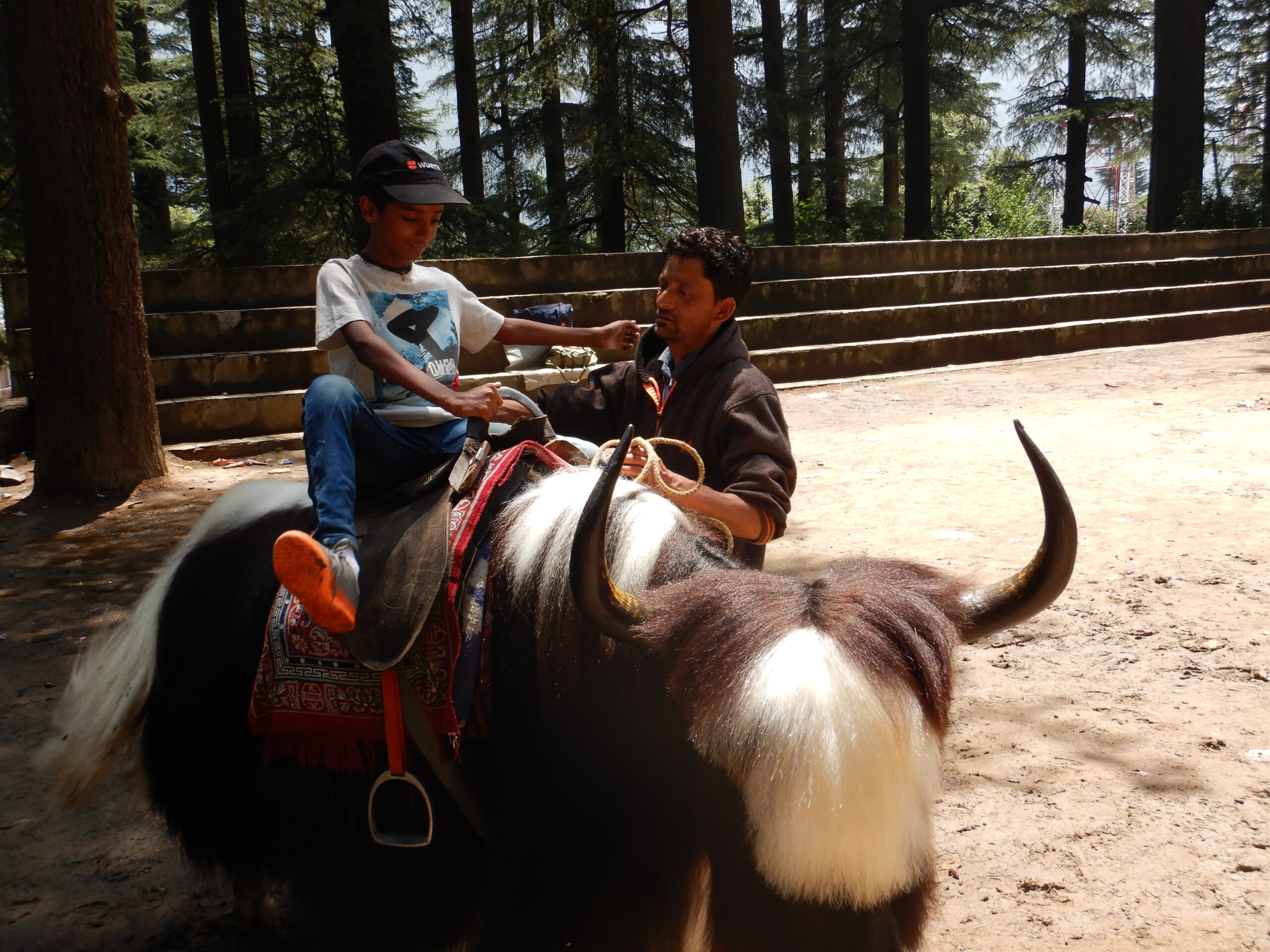 Being-helped-to-Climb-on-a-Yak-Hadimpa-Temple-Manali - Siachen