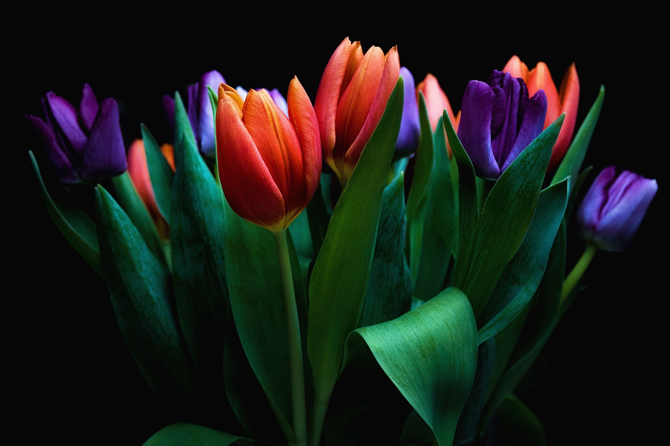 Flora India (floraindia.com) Pic1 - Siachen