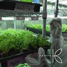 Krispr Farms - Revolutionizing Agriculture with Science and Technology ...